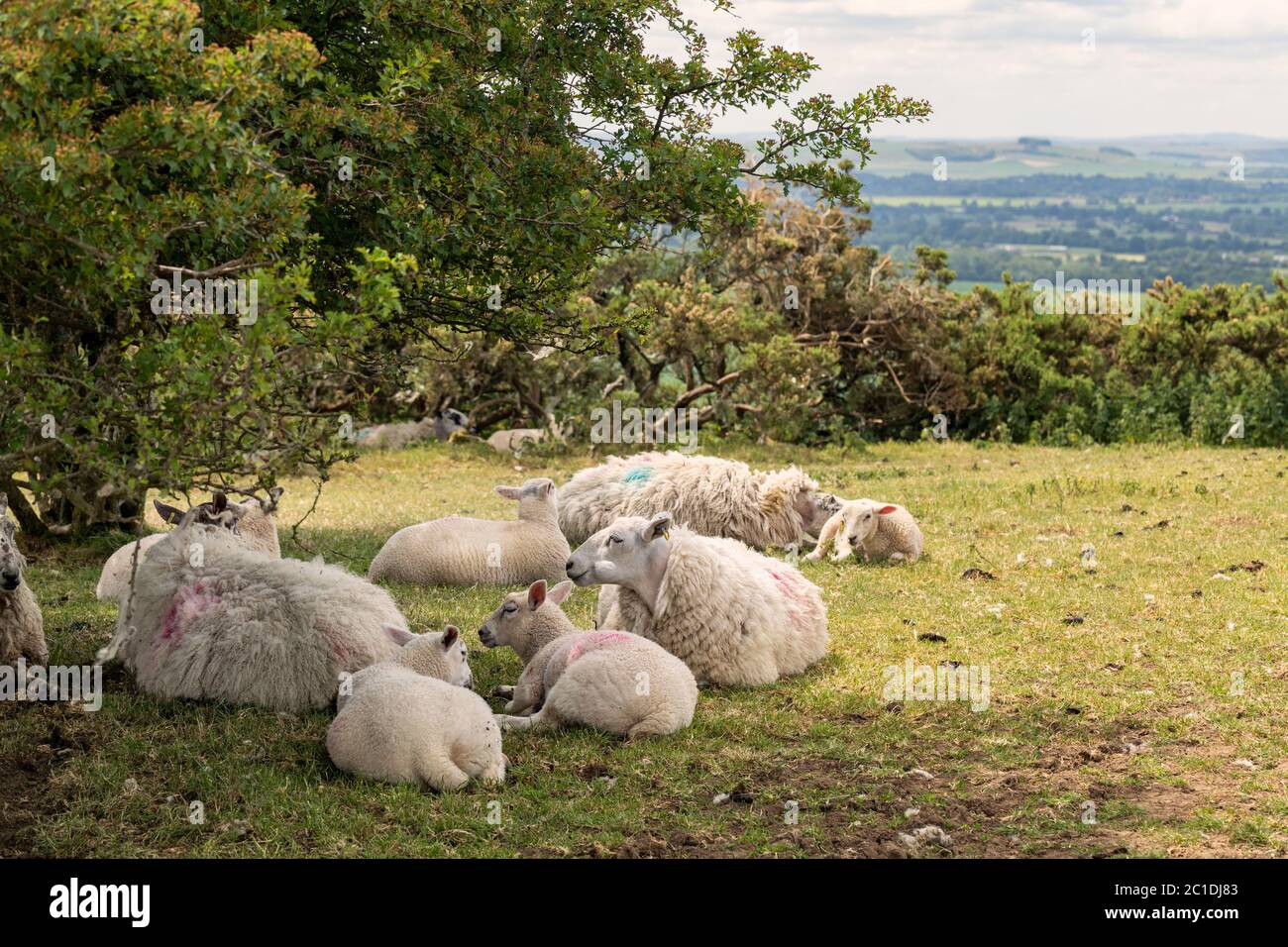 Sheep under a tree in the shade on Knap Hill, Vale of Pewsey, Wiltshire ...