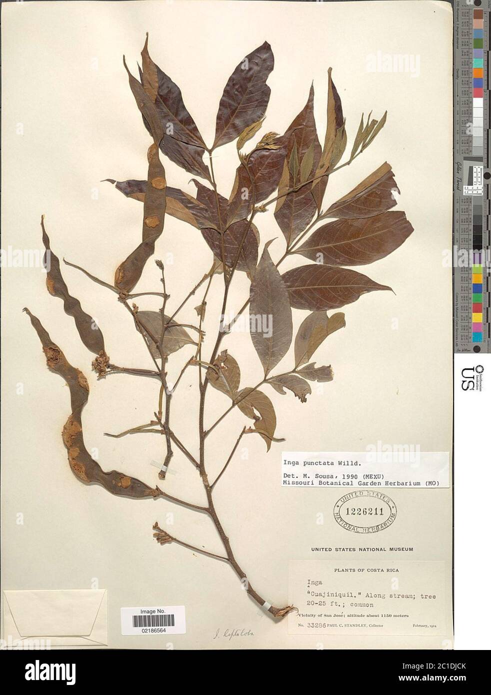 Inga punctata Willd Inga punctata Willd Stock Photo - Alamy