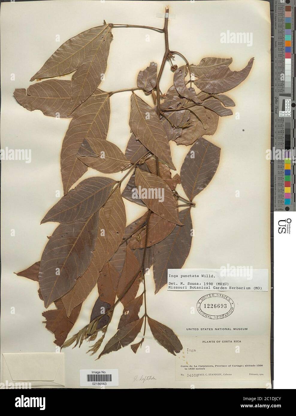 Inga punctata Willd Inga punctata Willd Stock Photo - Alamy