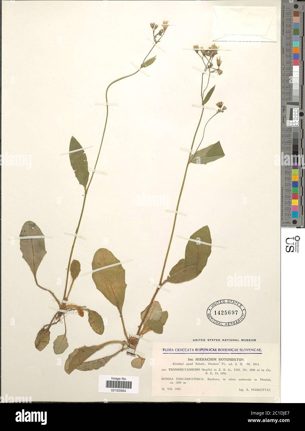 Rotundatum hi-res stock photography and images - Alamy