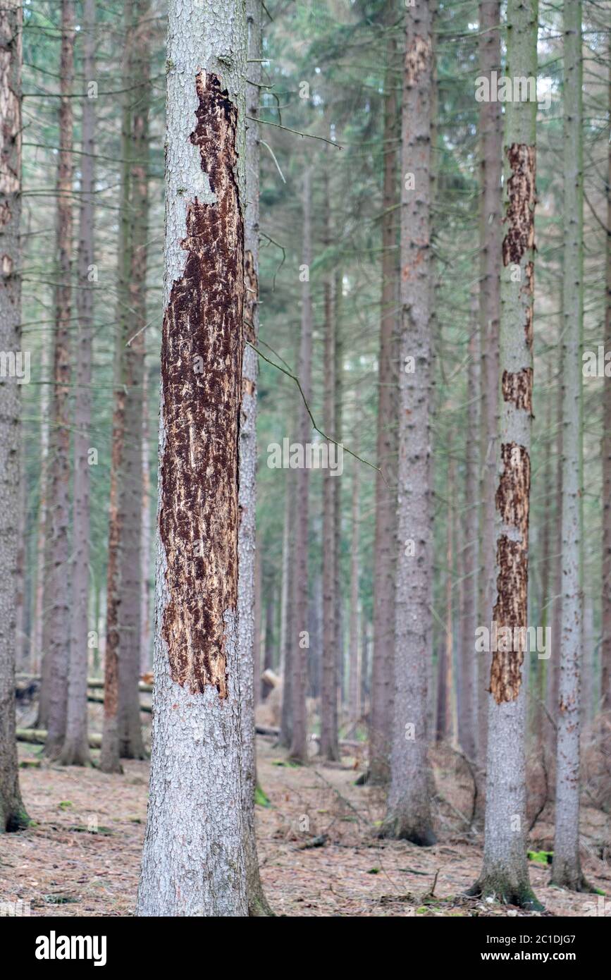 Natural disaster Bark beetle plague - spruce trees lose their bark ...