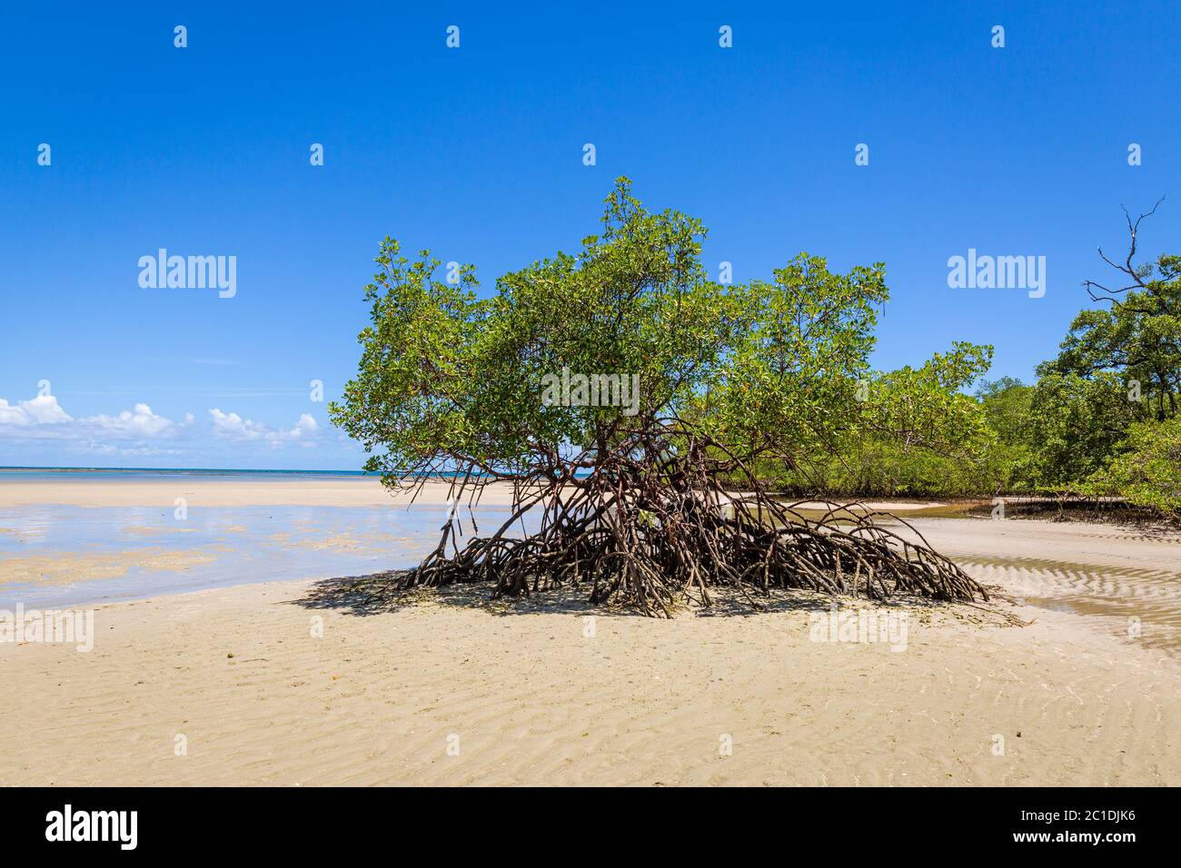 Mangrove ecosystems grow nearby seashore at Boipeba Island in Brazil ...