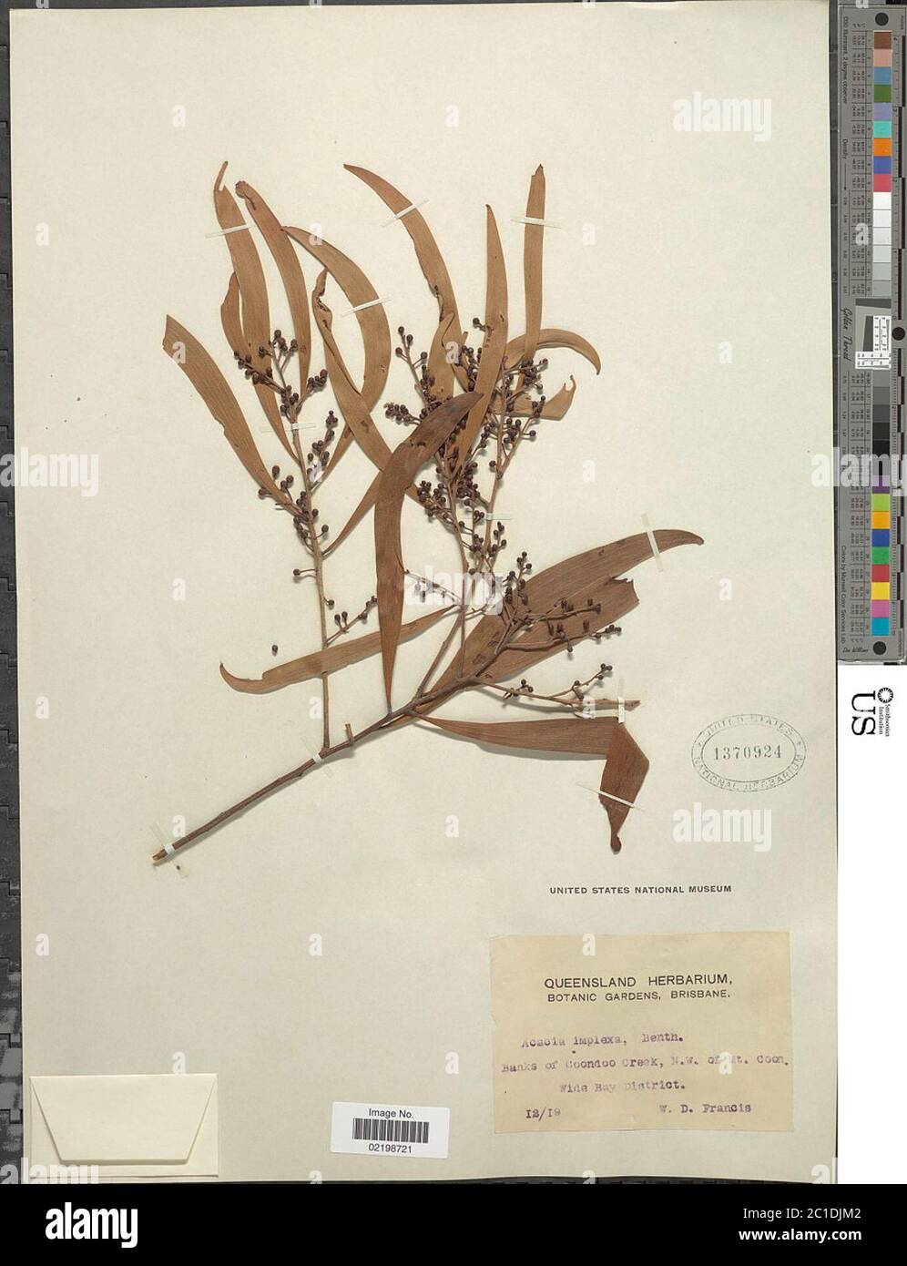 Acacia implexa hi-res stock photography and images - Alamy