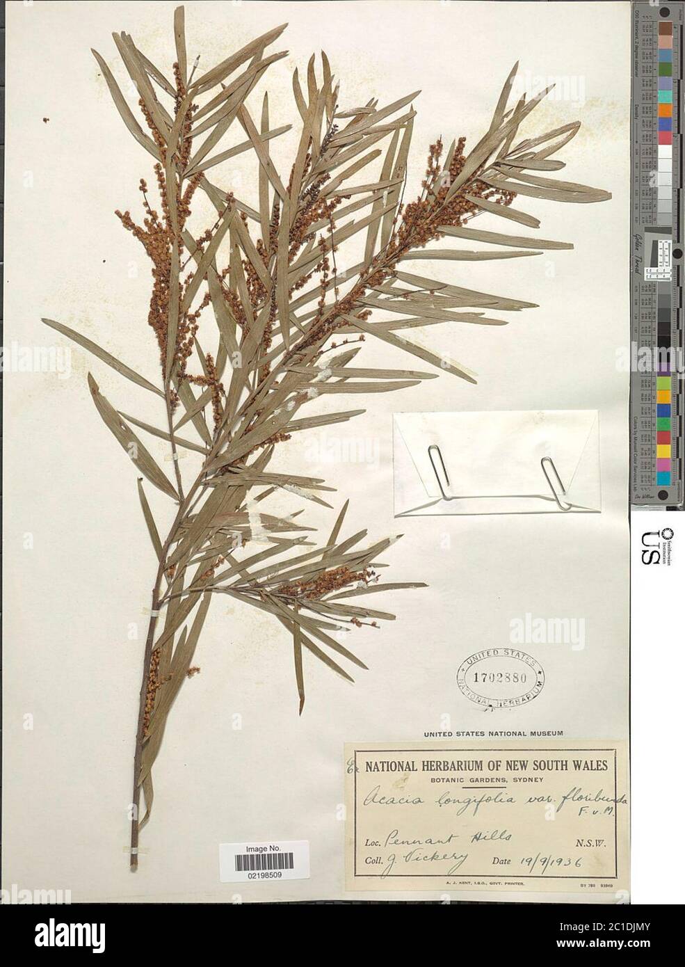 Acacia Floribunda High Resolution Stock Photography and Images - Alamy