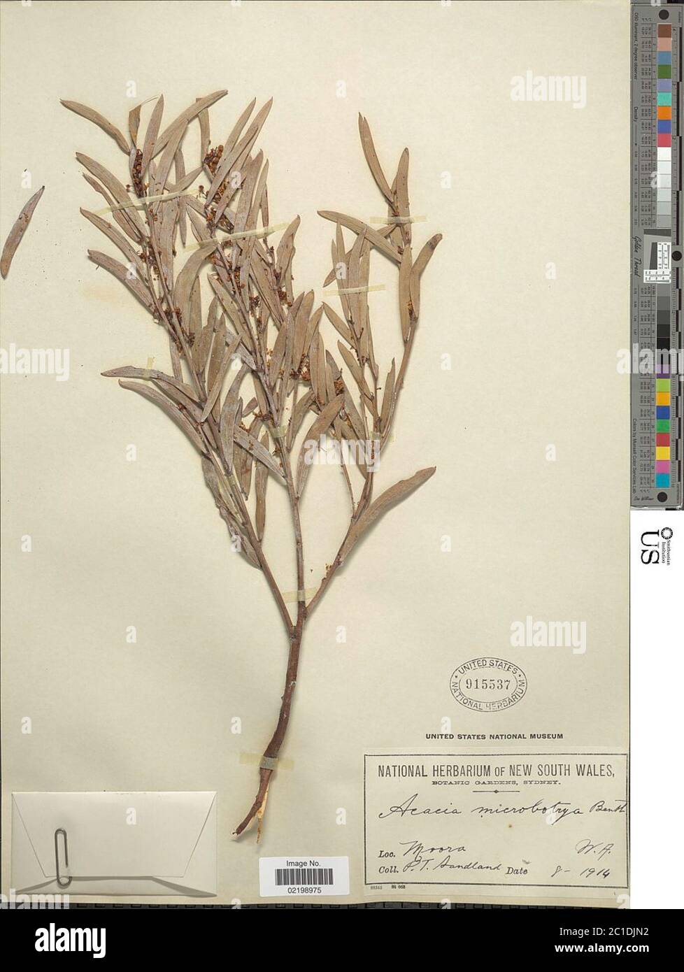 Acacia microbotrya Acacia microbotrya Stock Photo - Alamy