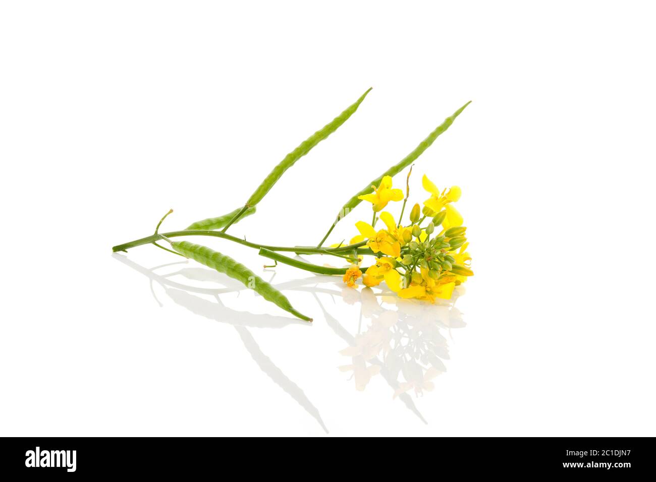 Rapessed flower and fruit Stock Photo - Alamy