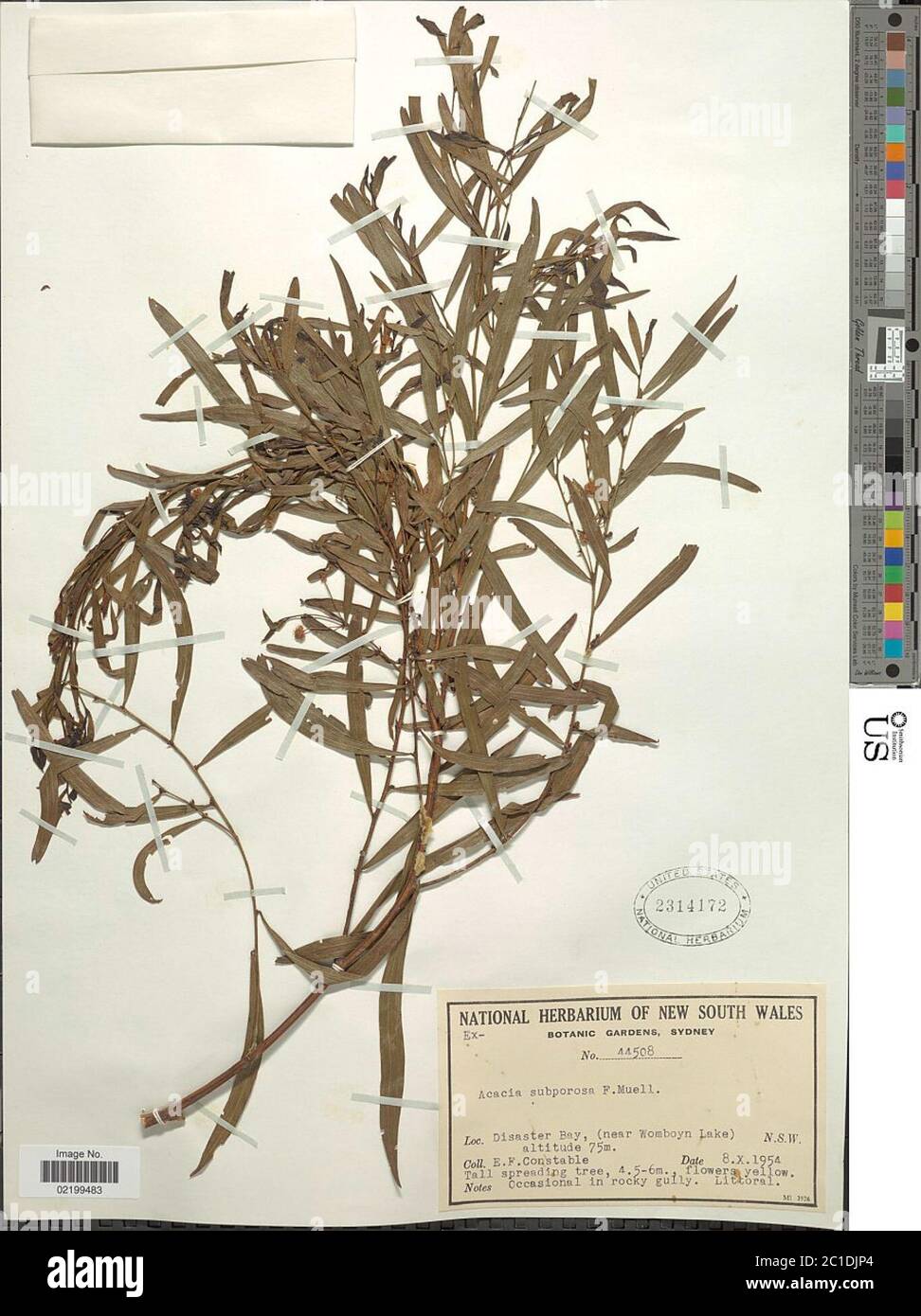 Acacia subporosa F Muell Acacia subporosa F Muell Stock Photo - Alamy