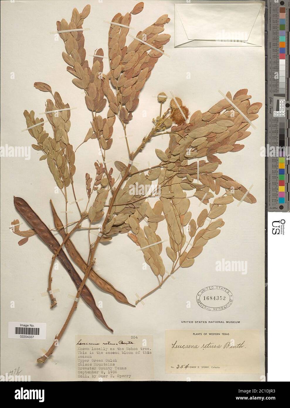 Leucaena retusa Benth in A Gray Leucaena retusa Benth in A Gray Stock ...