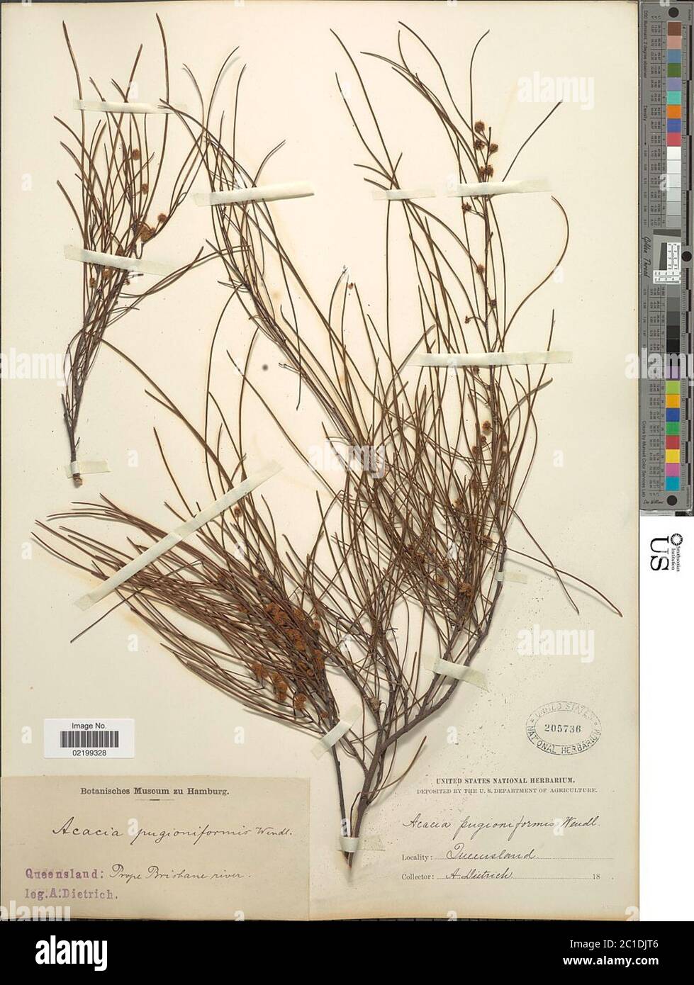 Acacia quadrilateralis DC Acacia quadrilateralis DC Stock Photo - Alamy