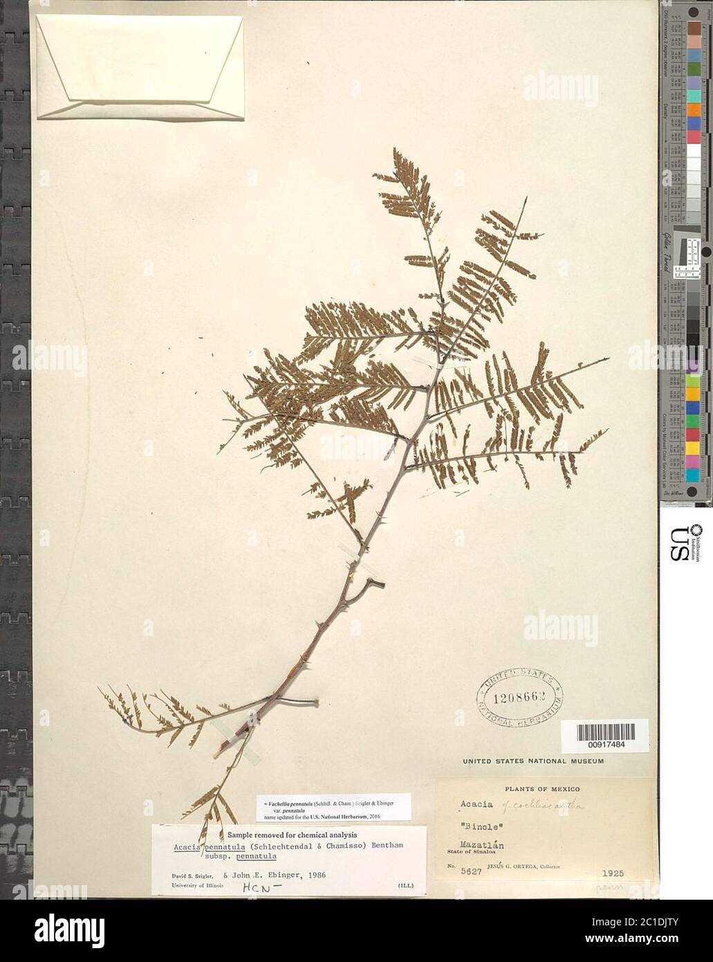 Pennatula hi-res stock photography and images - Alamy