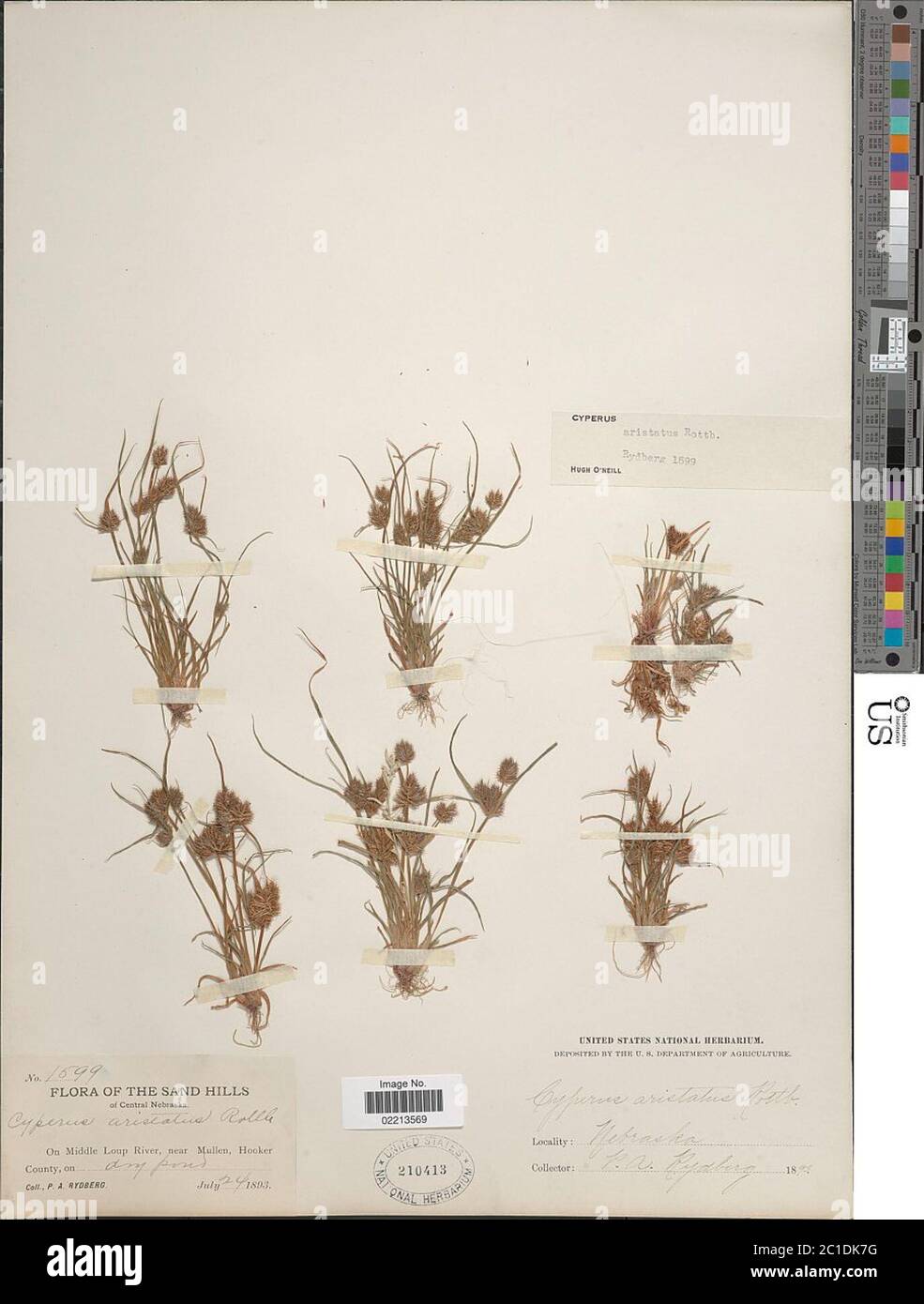 Cyperus aristatus Rottb Cyperus aristatus Rottb Stock Photo - Alamy