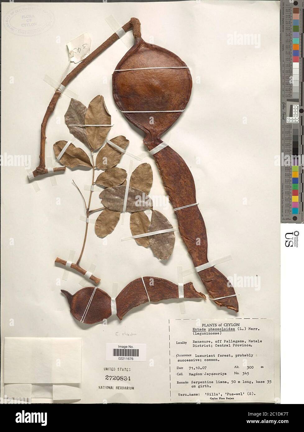 Entada rheedei Spreng Entada rheedei Spreng Stock Photo - Alamy