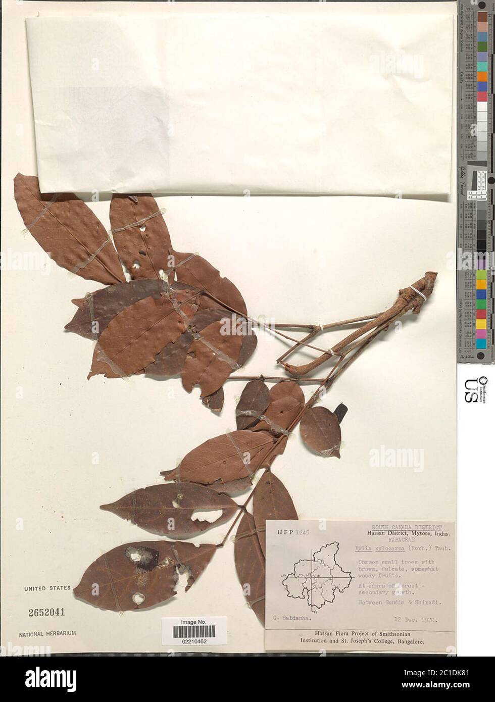 Xylia xylocarpa hi-res stock photography and images - Alamy