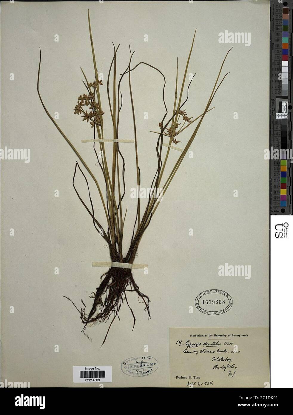 Cyperus dentatus Torr Cyperus dentatus Torr Stock Photo - Alamy