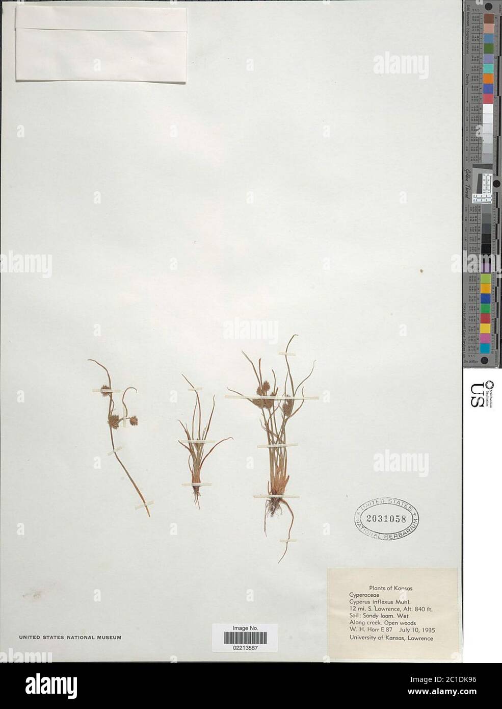 Cyperus aristatus Rottb Cyperus aristatus Rottb Stock Photo - Alamy