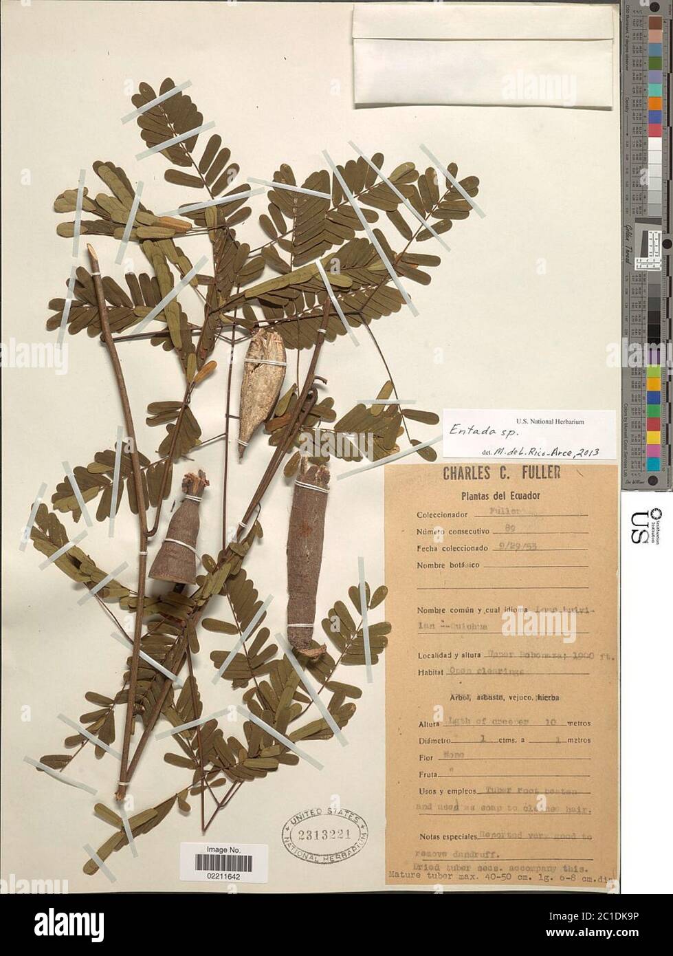 Entada hi-res stock photography and images - Alamy