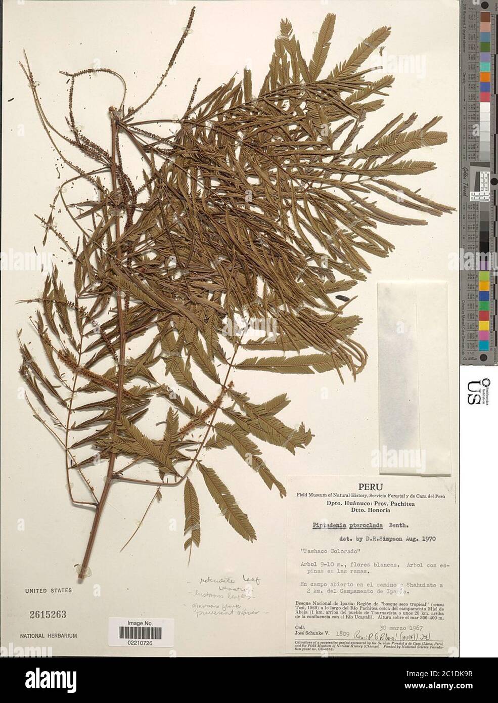 Piptadenia hi-res stock photography and images - Alamy