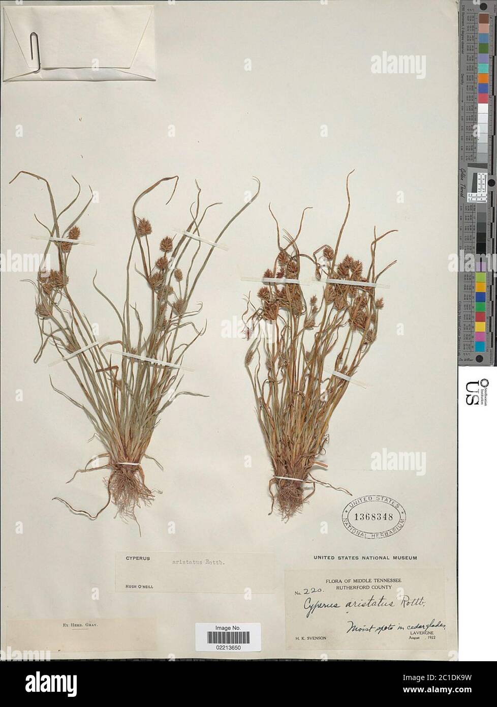 Cyperus aristatus Rottb Cyperus aristatus Rottb Stock Photo - Alamy