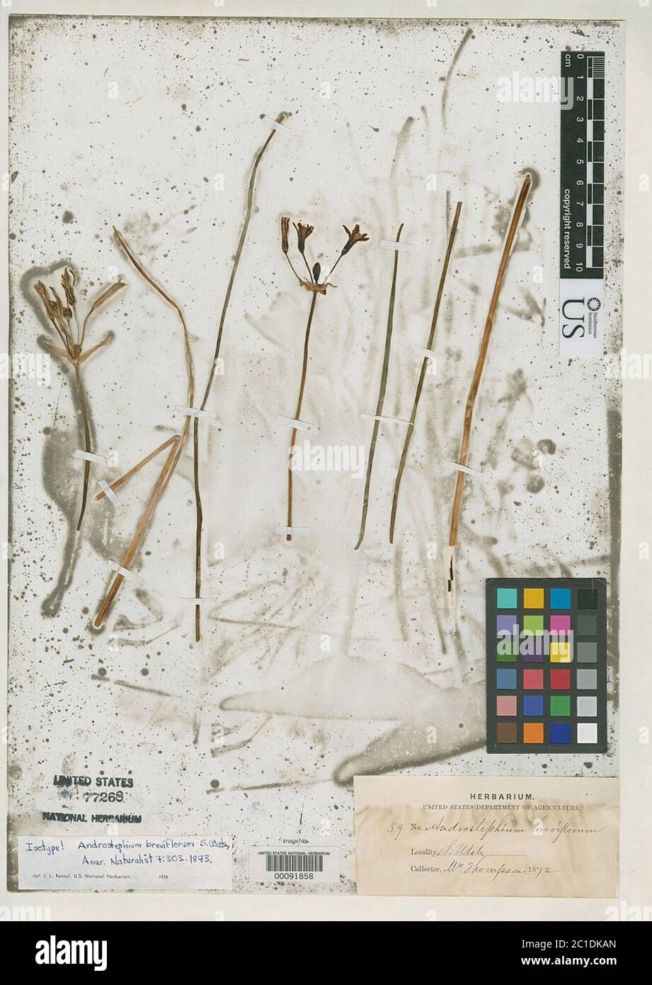 Androstephium breviflorum S Watson Androstephium breviflorum S Watson ...