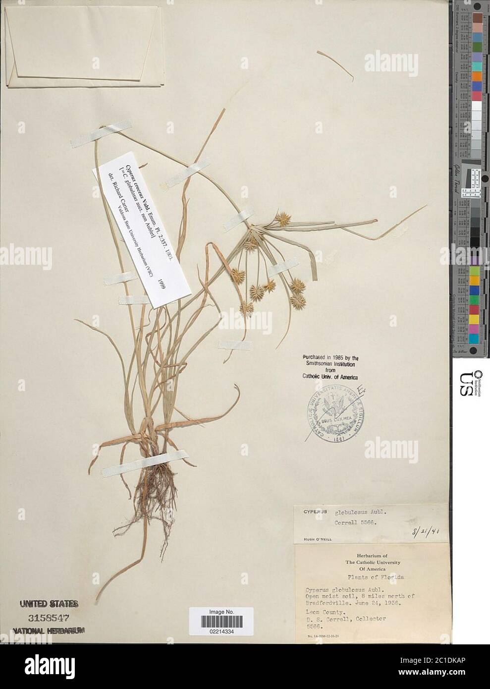 Cyperus croceus Vahl Cyperus croceus Vahl Stock Photo - Alamy