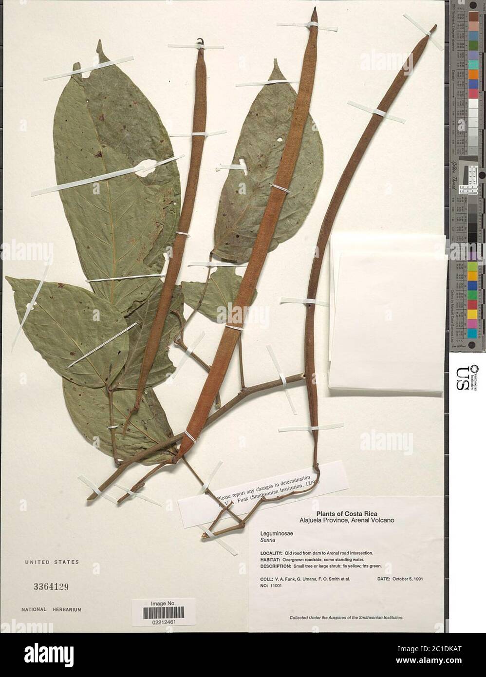 Senna sp Senna sp Stock Photo - Alamy