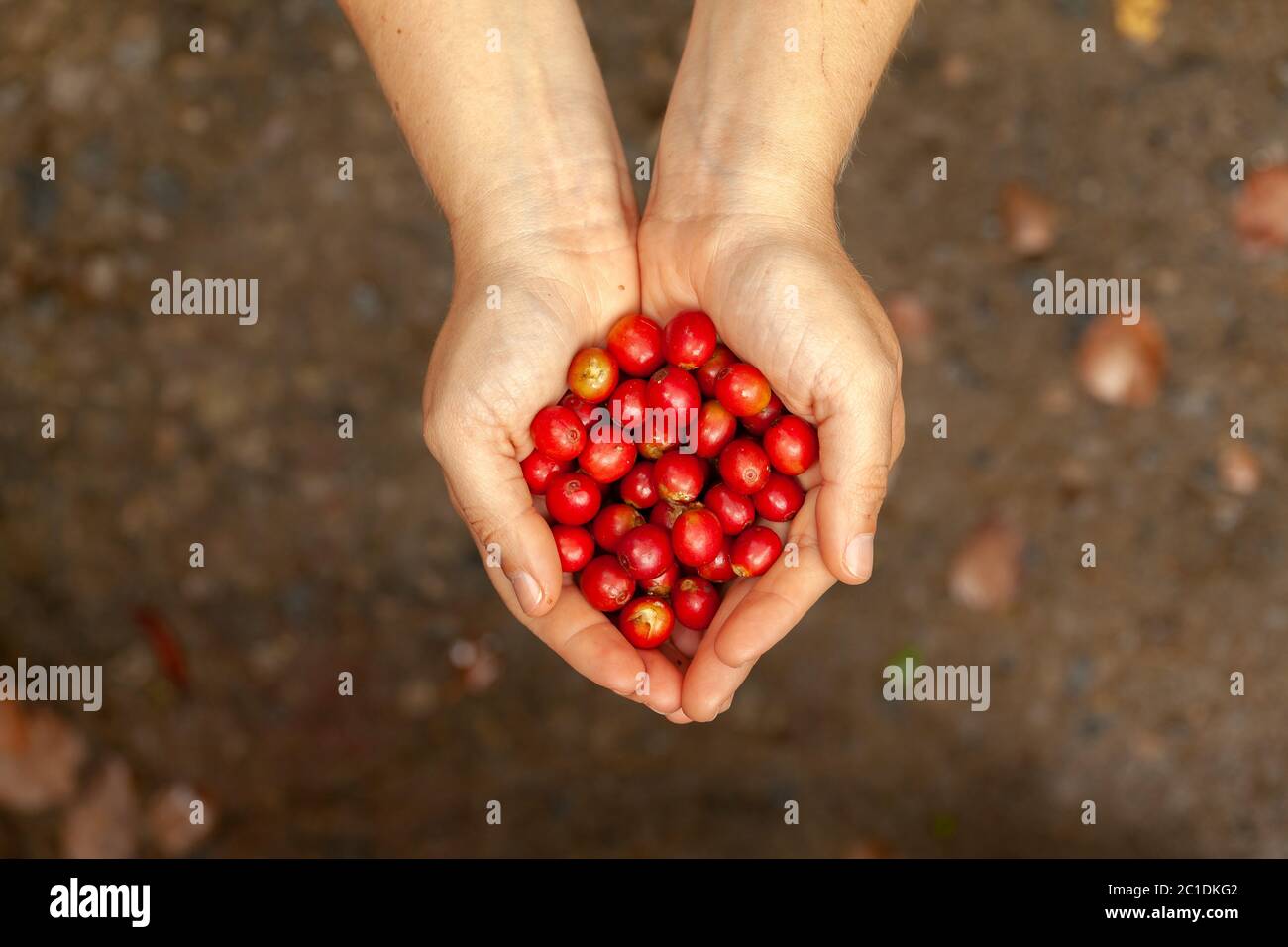 Hand picked coffee beans hi-res stock photography and images - Alamy