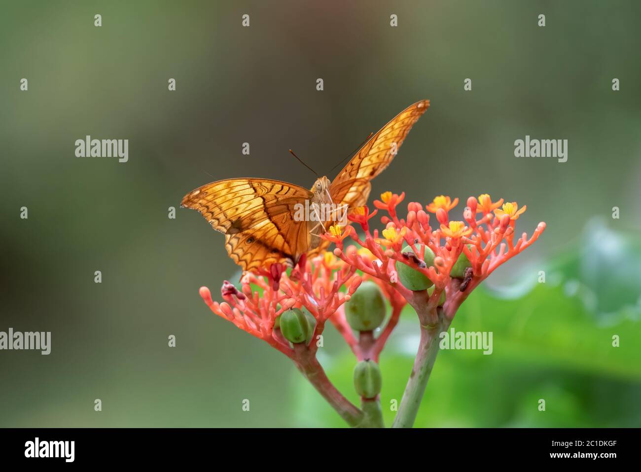 A gorgeous male Common Cruiser butterfly (Vindula erota), resting on ...
