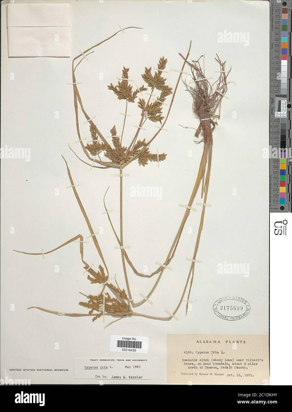 Cyperus iria hi-res stock photography and images - Alamy