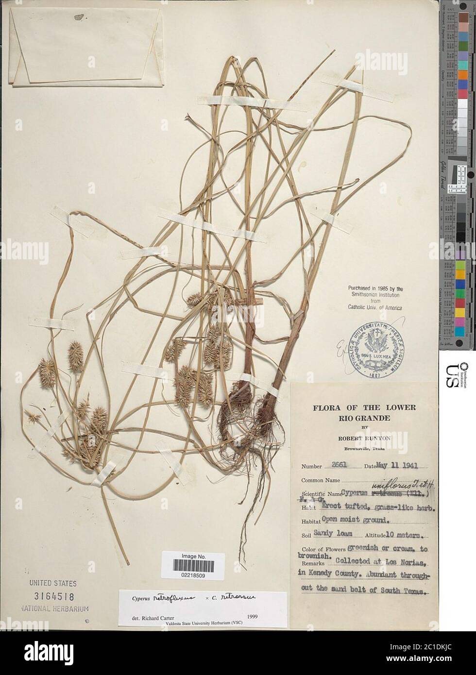 Cyperus retroflexus Buckley Cyperus retroflexus Buckley Stock Photo - Alamy