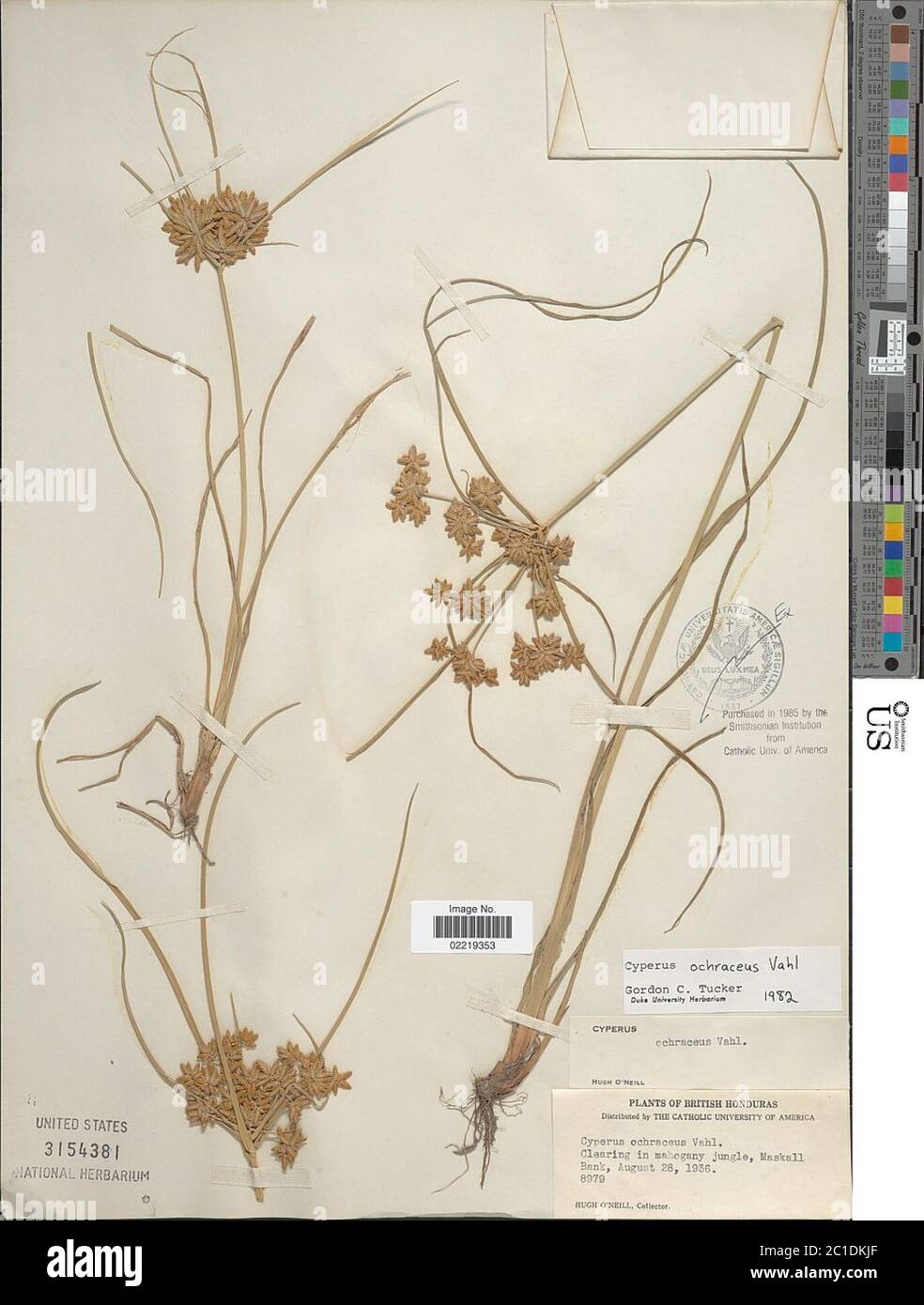 Ochraceus taxonomy hi-res stock photography and images - Alamy