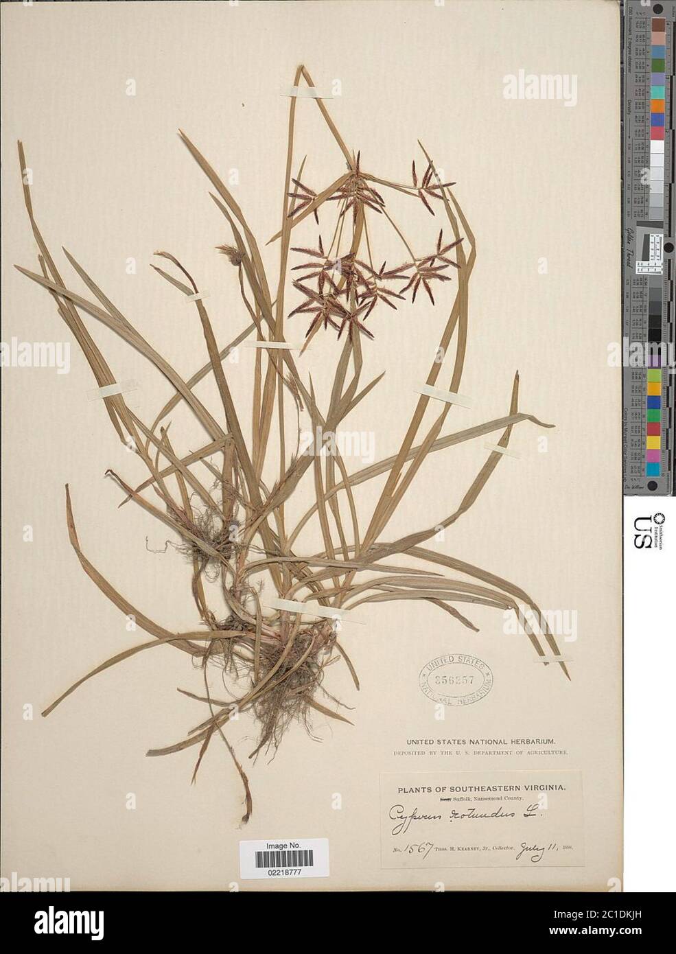 Cyperus rotundus L Cyperus rotundus L Stock Photo - Alamy