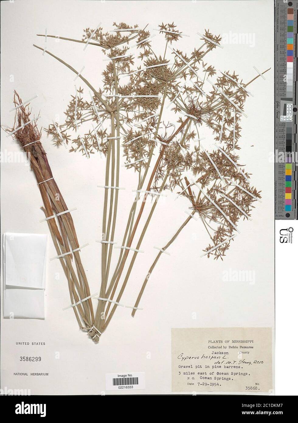 Cyperus haspan L Cyperus haspan L Stock Photo - Alamy