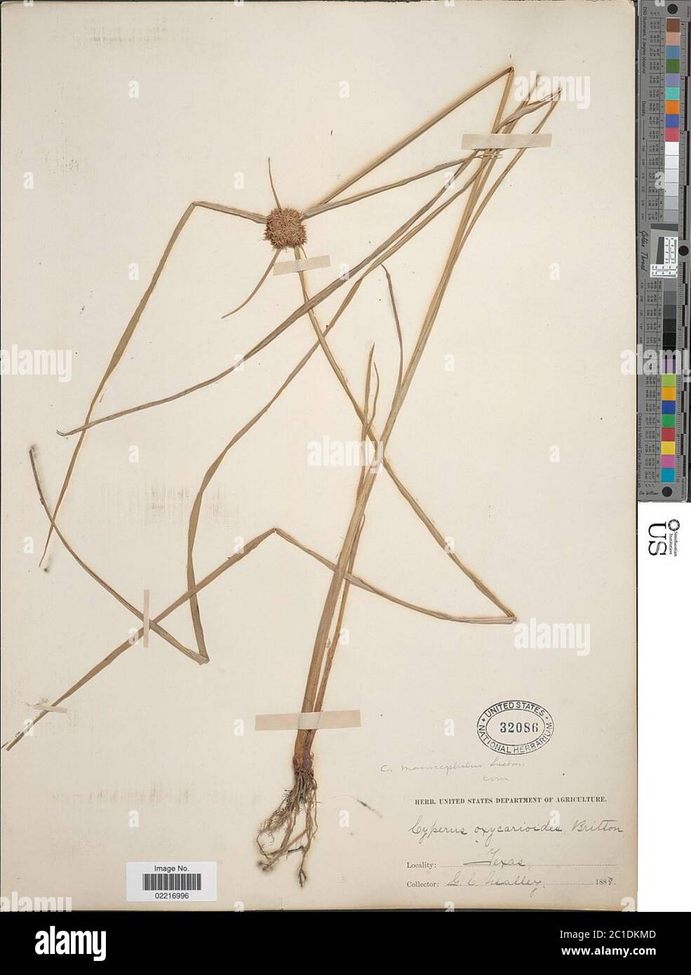 Cyperus macrocephalus Liebm Cyperus macrocephalus Liebm Stock Photo - Alamy