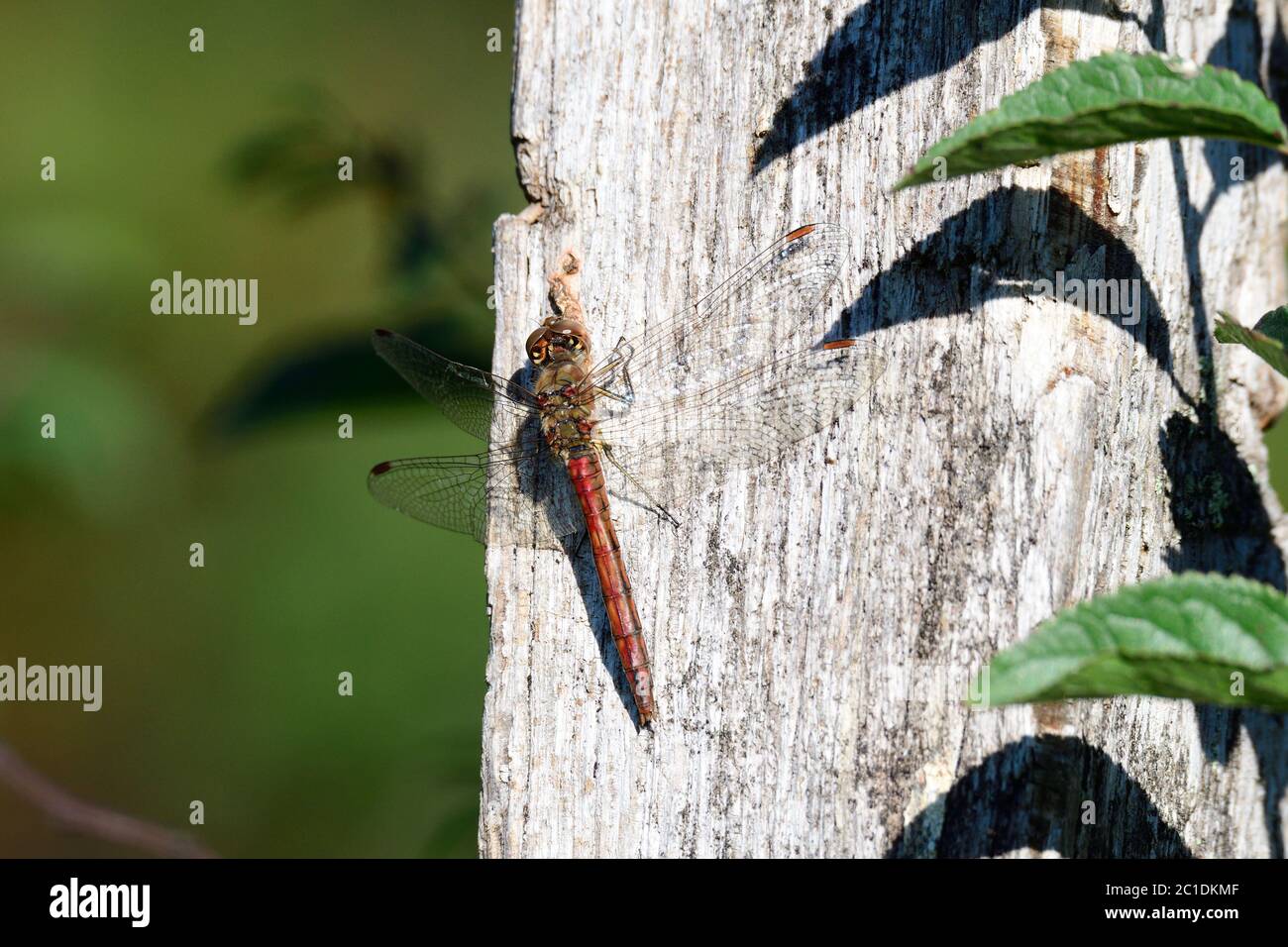 Redveined darter hi-res stock photography and images - Alamy