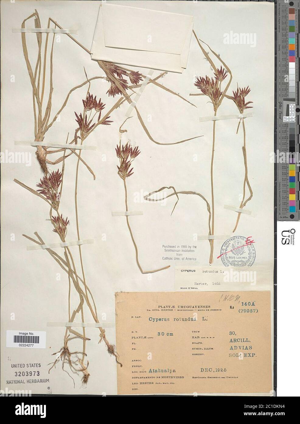 Cyperus rotundus L Cyperus rotundus L Stock Photo - Alamy