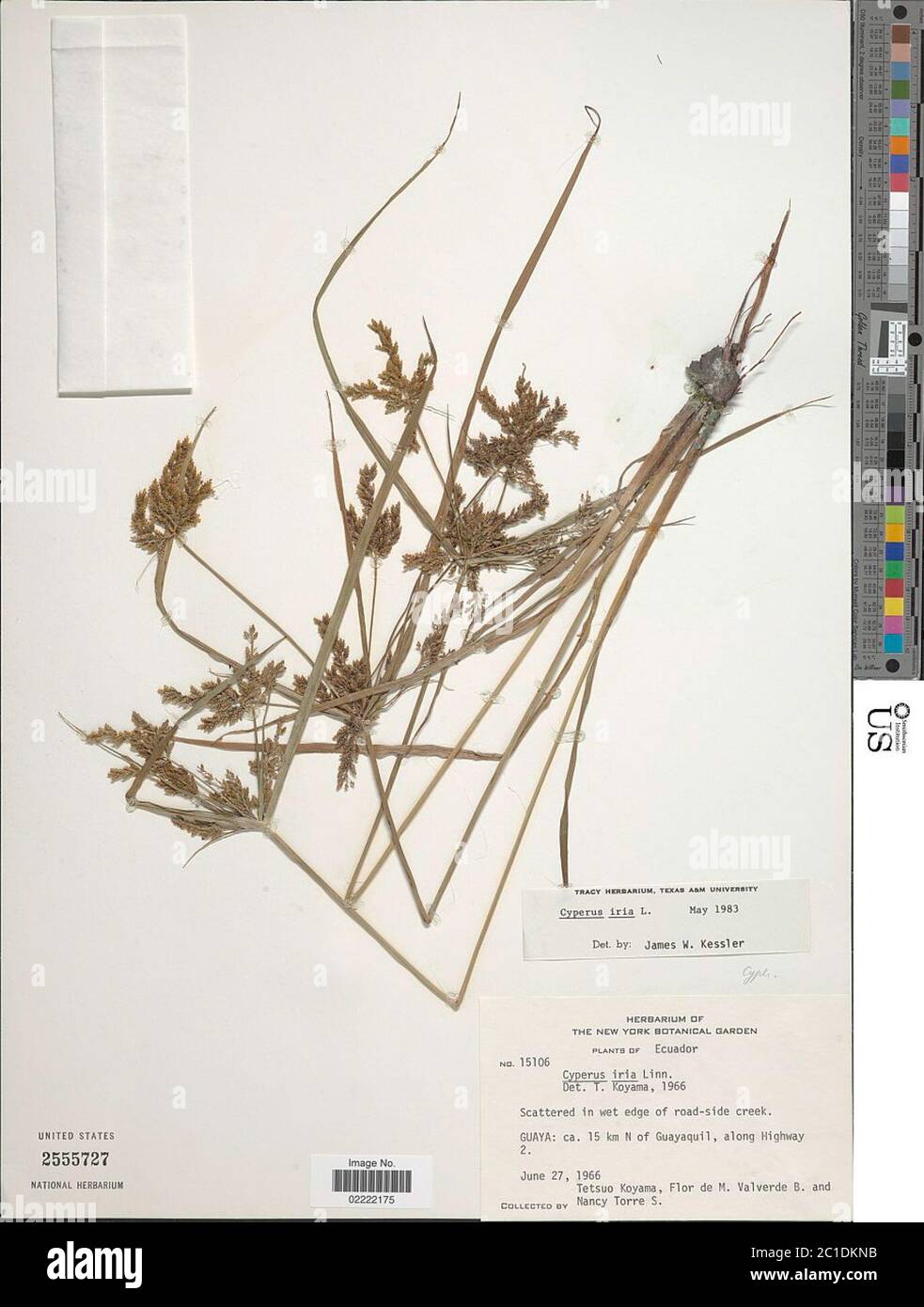 Cyperus iria hi-res stock photography and images - Alamy