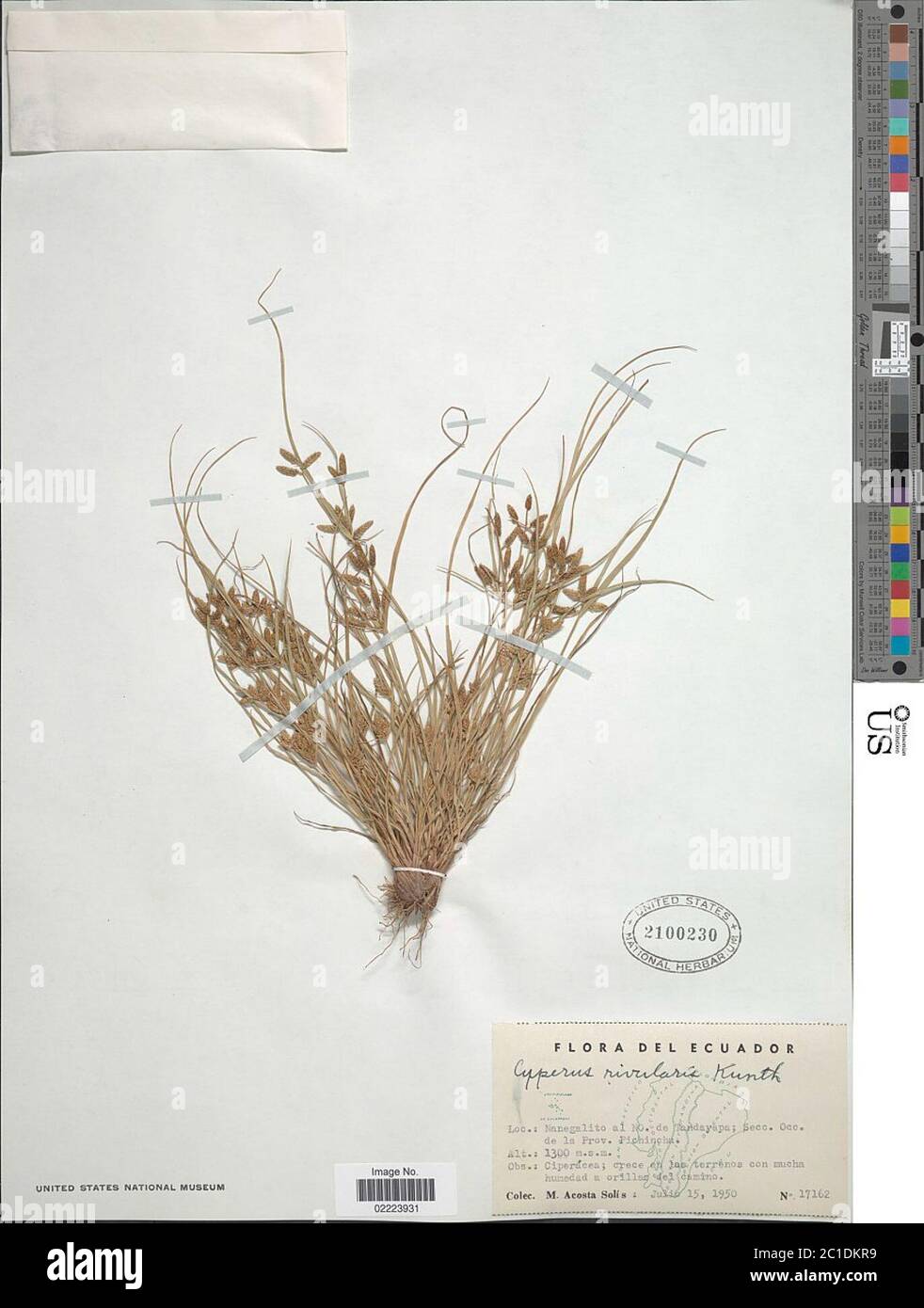 Cyperus rivularis Cyperus rivularis Stock Photo - Alamy