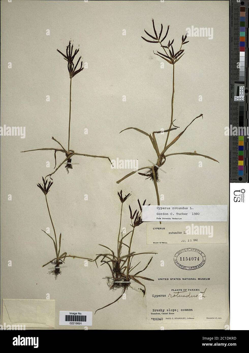 Cyperus rotundus L Cyperus rotundus L Stock Photo - Alamy