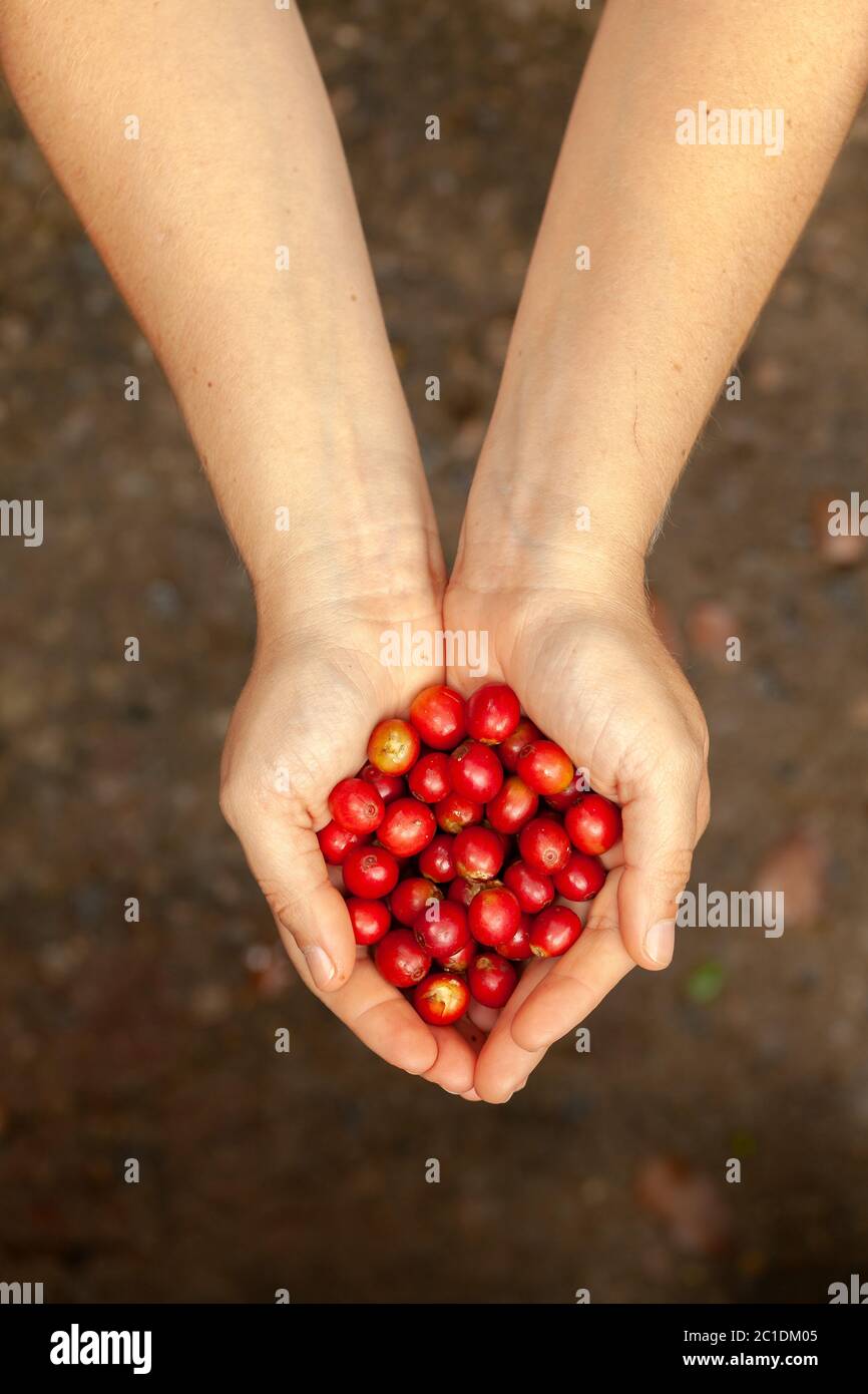 Hand picked coffee beans hi-res stock photography and images - Alamy