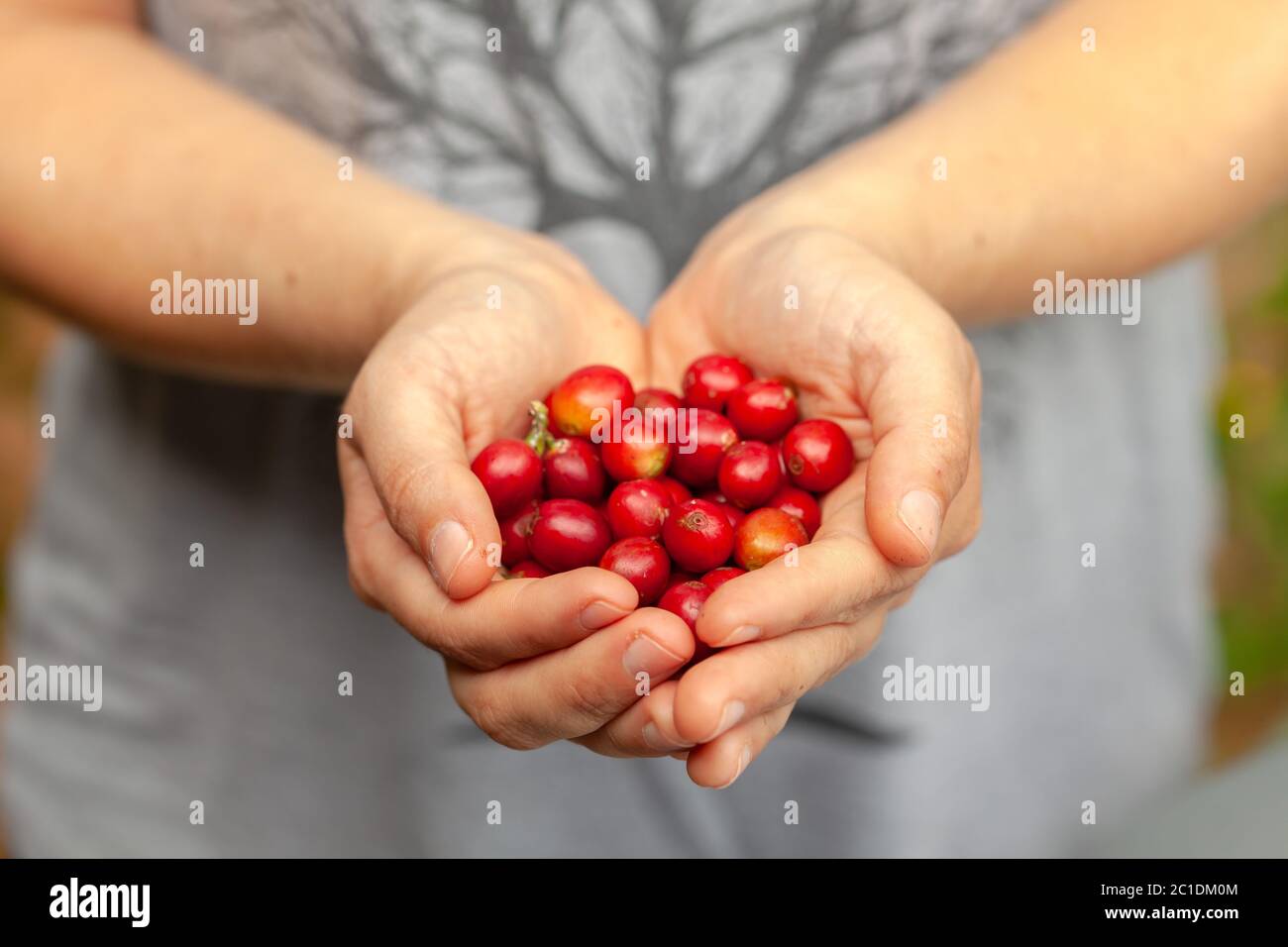Hand Picked Coffee Beans High Resolution Stock Photography and Images ...