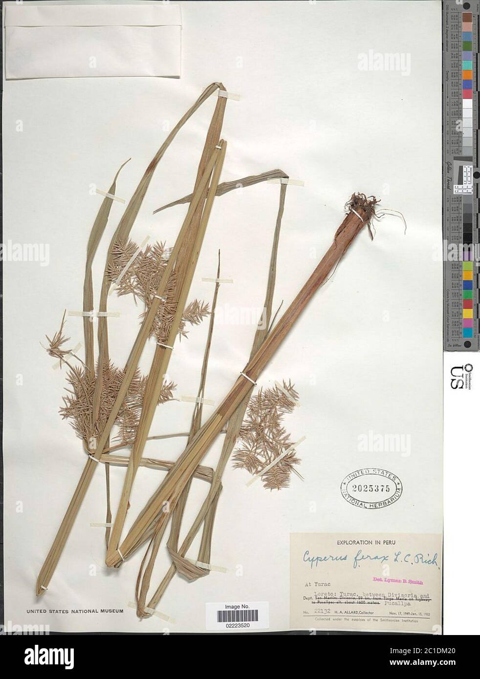 Cyperus odoratus hi-res stock photography and images - Alamy