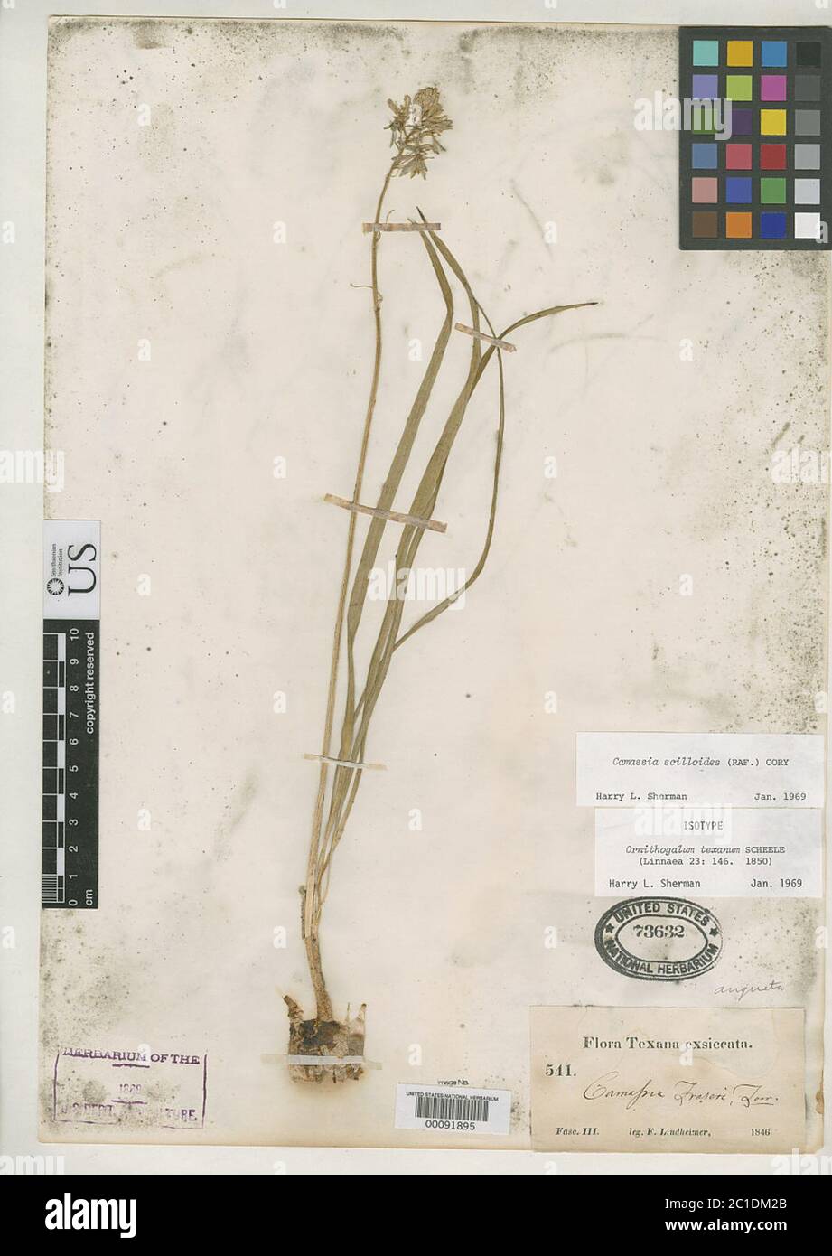 Texanum hi-res stock photography and images - Alamy