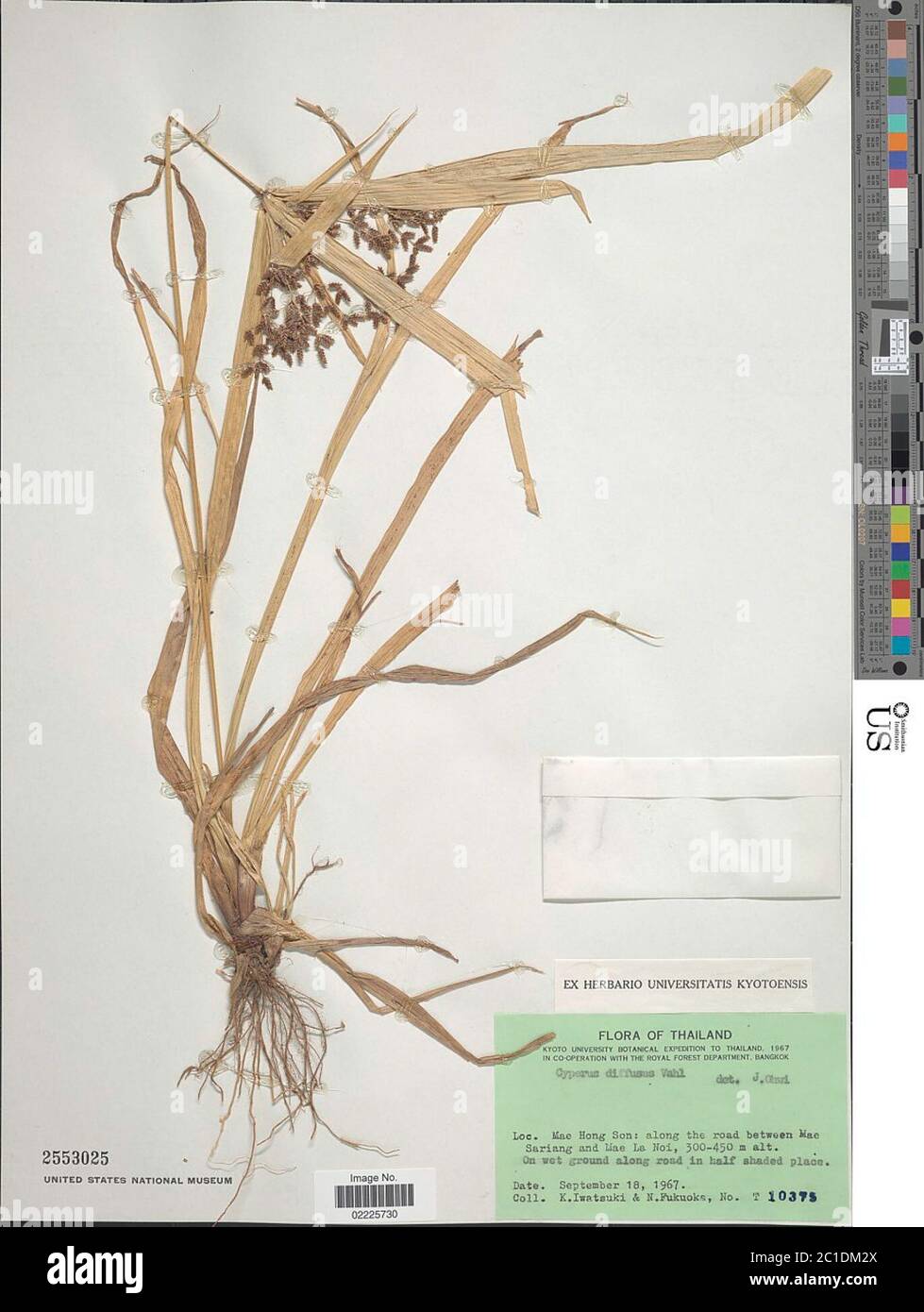 Cyperus diffusus Vahl Cyperus diffusus Vahl Stock Photo - Alamy