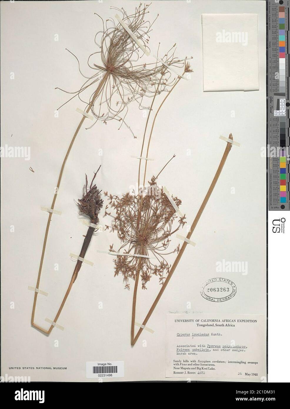 Cyperus isocladus Kunth Cyperus isocladus Kunth Stock Photo - Alamy