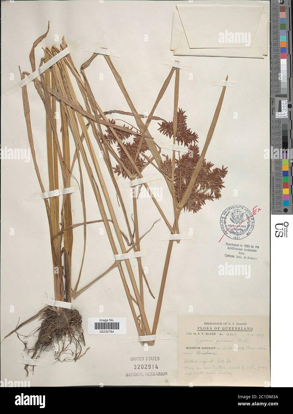 Cyperus pilosus Vahl Cyperus pilosus Vahl Stock Photo - Alamy