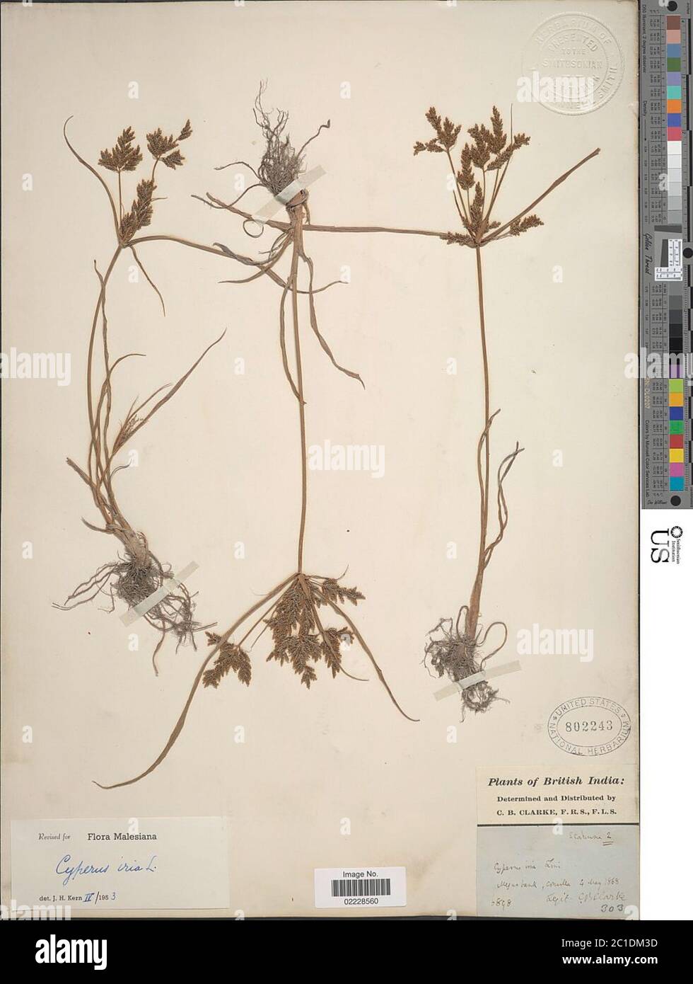 Cyperus iria L Cyperus iria L Stock Photo - Alamy