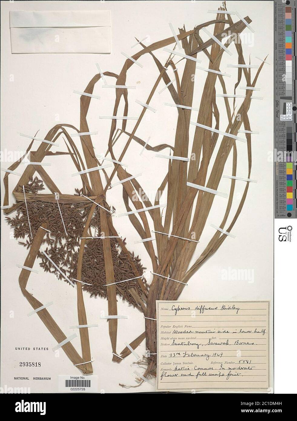 Cyperus diffusus Vahl Cyperus diffusus Vahl Stock Photo - Alamy