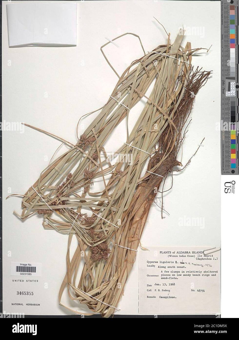 Cyperus ligularis L Cyperus ligularis L Stock Photo - Alamy