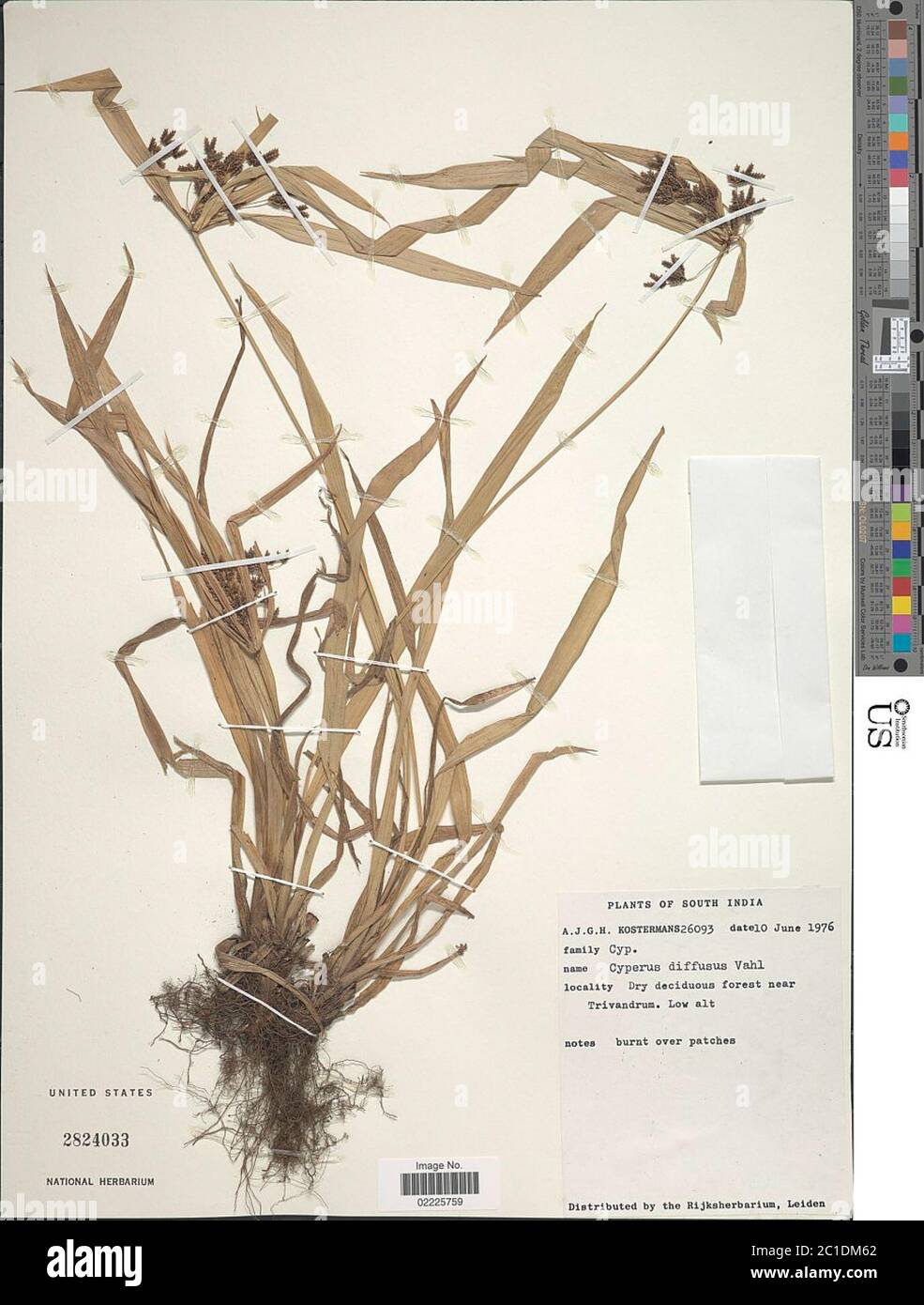 Cyperus diffusus hi-res stock photography and images - Alamy