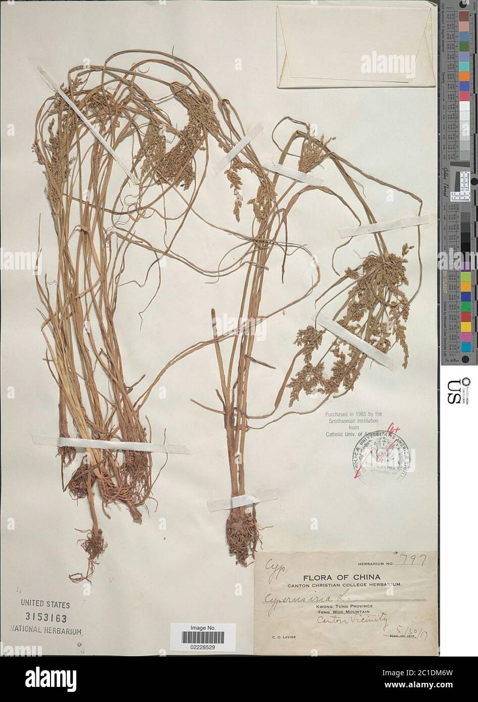 Cyperus iria hi-res stock photography and images - Alamy